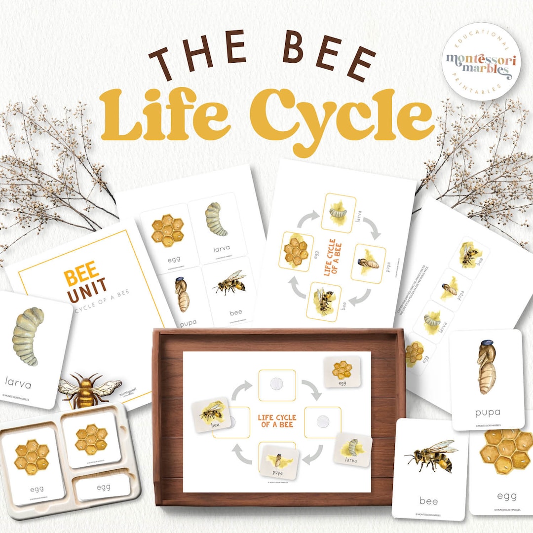 BEE Life Cycle of a Bee With Montessori Nomenclature Cards | Learn ...