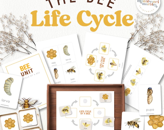 Ciclo de vida de las abejas imprimible, ciclo de vida de las abejas ...