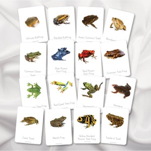 FROGS Montessori Nomenclature Cards Types of Frogs Spring Unit ...