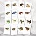 FROGS Montessori Nomenclature Cards Types of Frogs Spring Unit ...