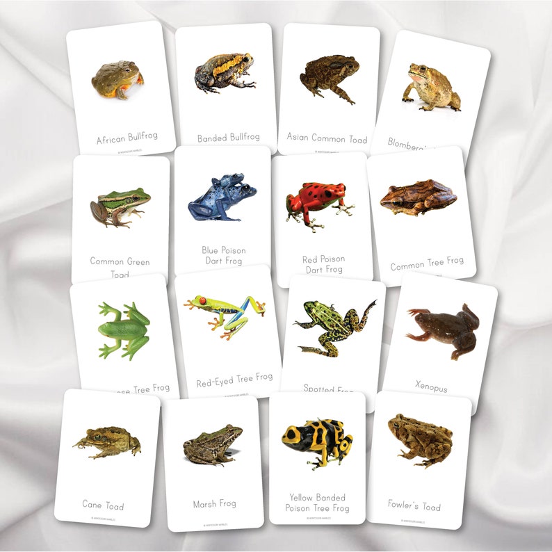 FROGS Montessori Nomenclature Cards Types of Frogs Spring Unit ...