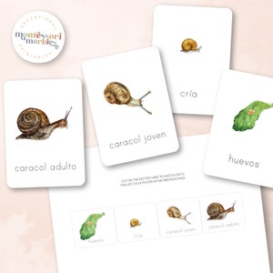 CICLO DE VIDA De Un Caracol | Life Cycle of Snails in Spanish ...