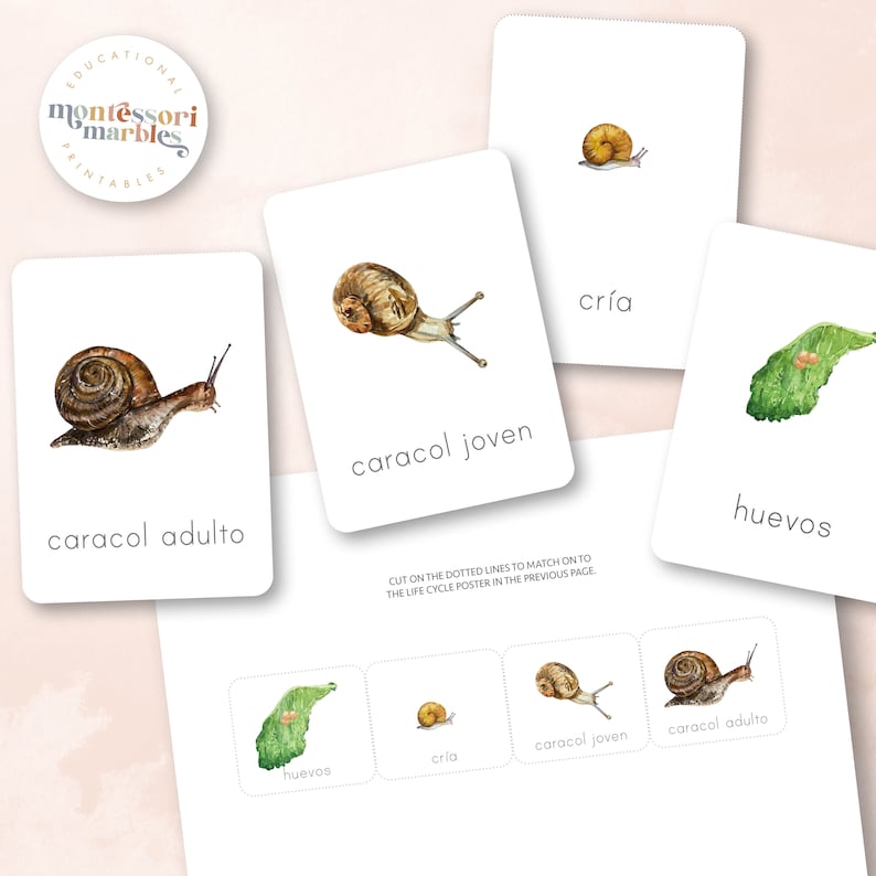 Spanish Snail Life Cycle Cards | Montessori Science | Bilingual Nature ...