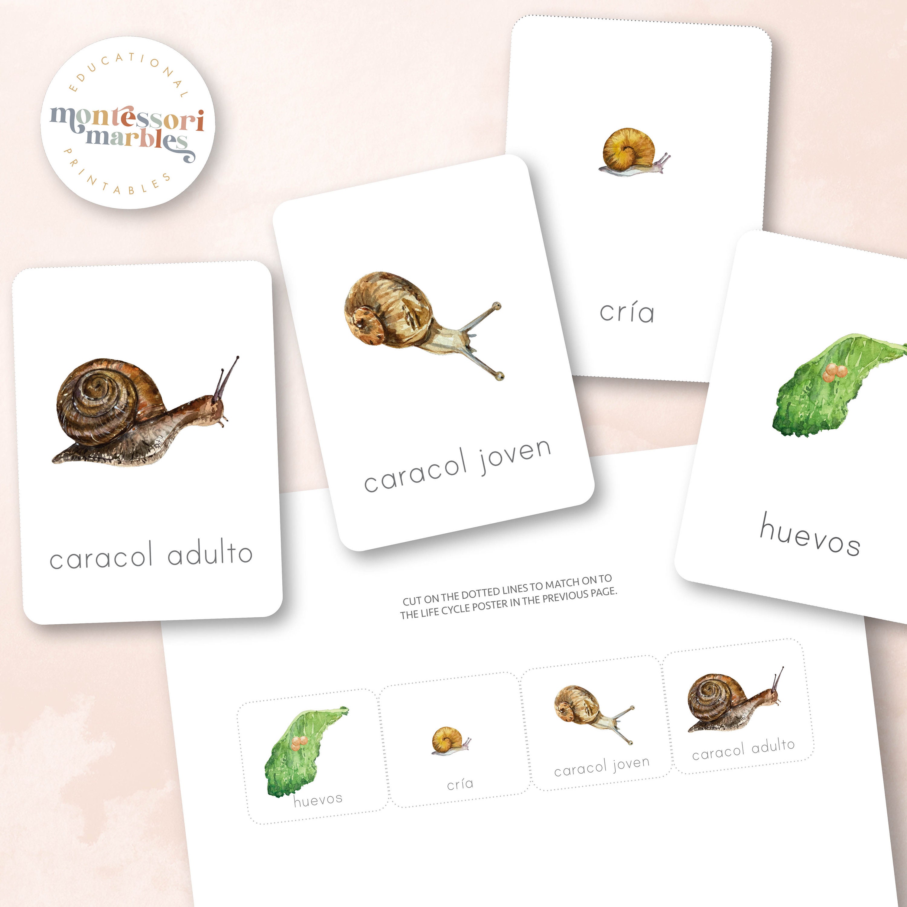 Spanish Snail Life Cycle Cards | Montessori Science | Bilingual Nature ...