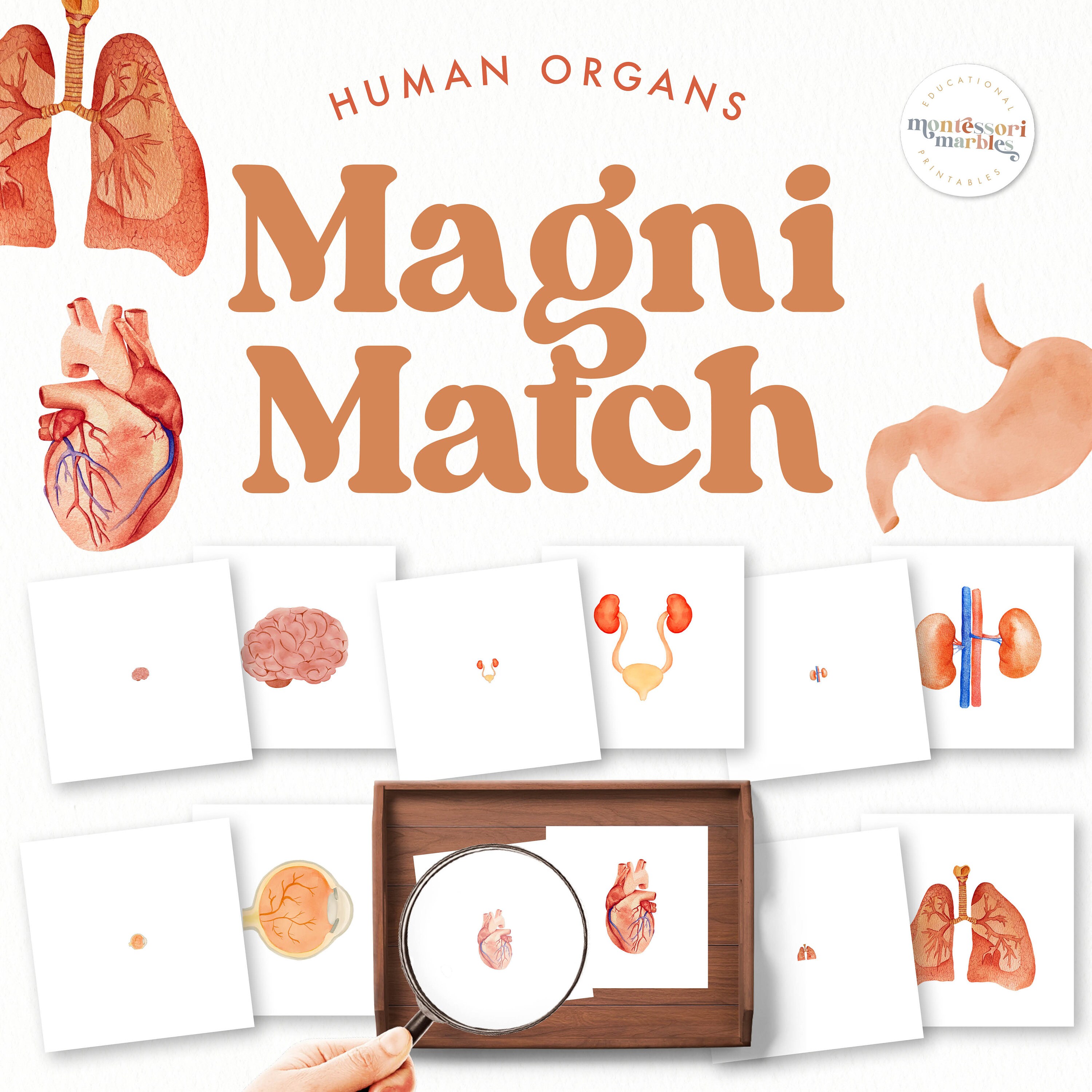 HUMAN ORGANS Magnifying Matching Game Montessori at Home Using ...