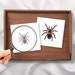 SPIDERS Magnifying Matching Game Montessori at Home Using Magnifying ...