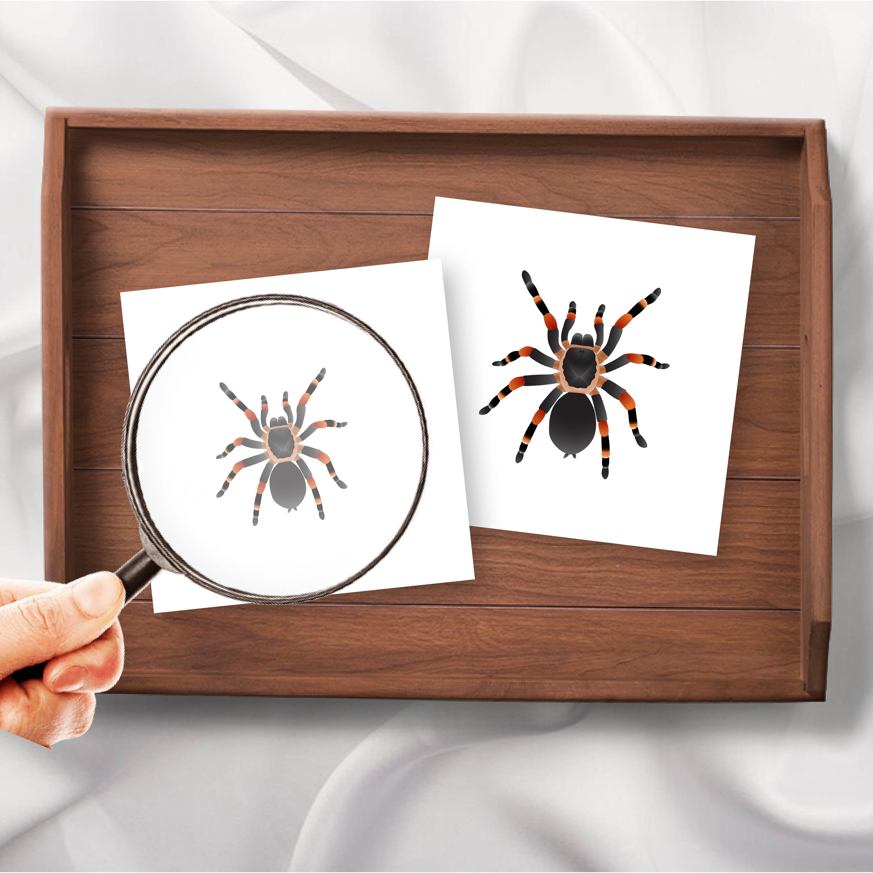 SPIDERS Magnifying Matching Game Montessori at Home Using Magnifying ...