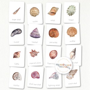 SEASHELLS Activity Bundle | Montessori Inspired Resources | Summer ...