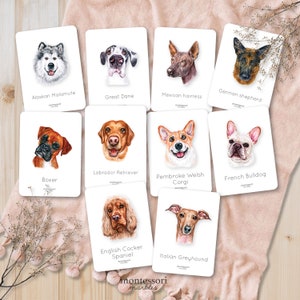 DOGS Flash Cards Types of Dogs Dog Breeds Baby Flash Cards - Etsy