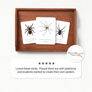 SPIDERS Types of Spiders Flash Cards | Montessori Inspired Learning ...