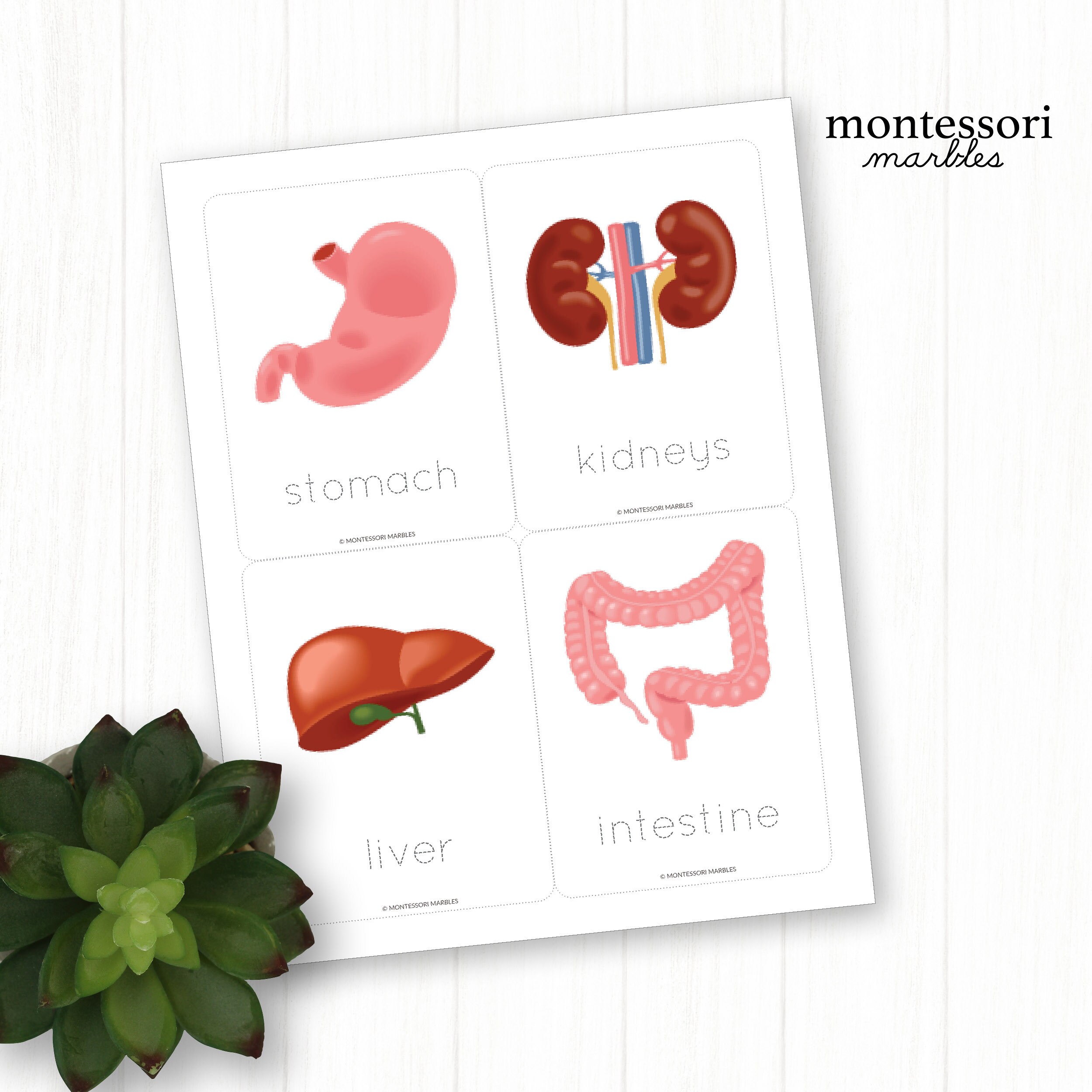 Human Organs Tracing and Vocabulary Anatomy for Toddlers | Etsy