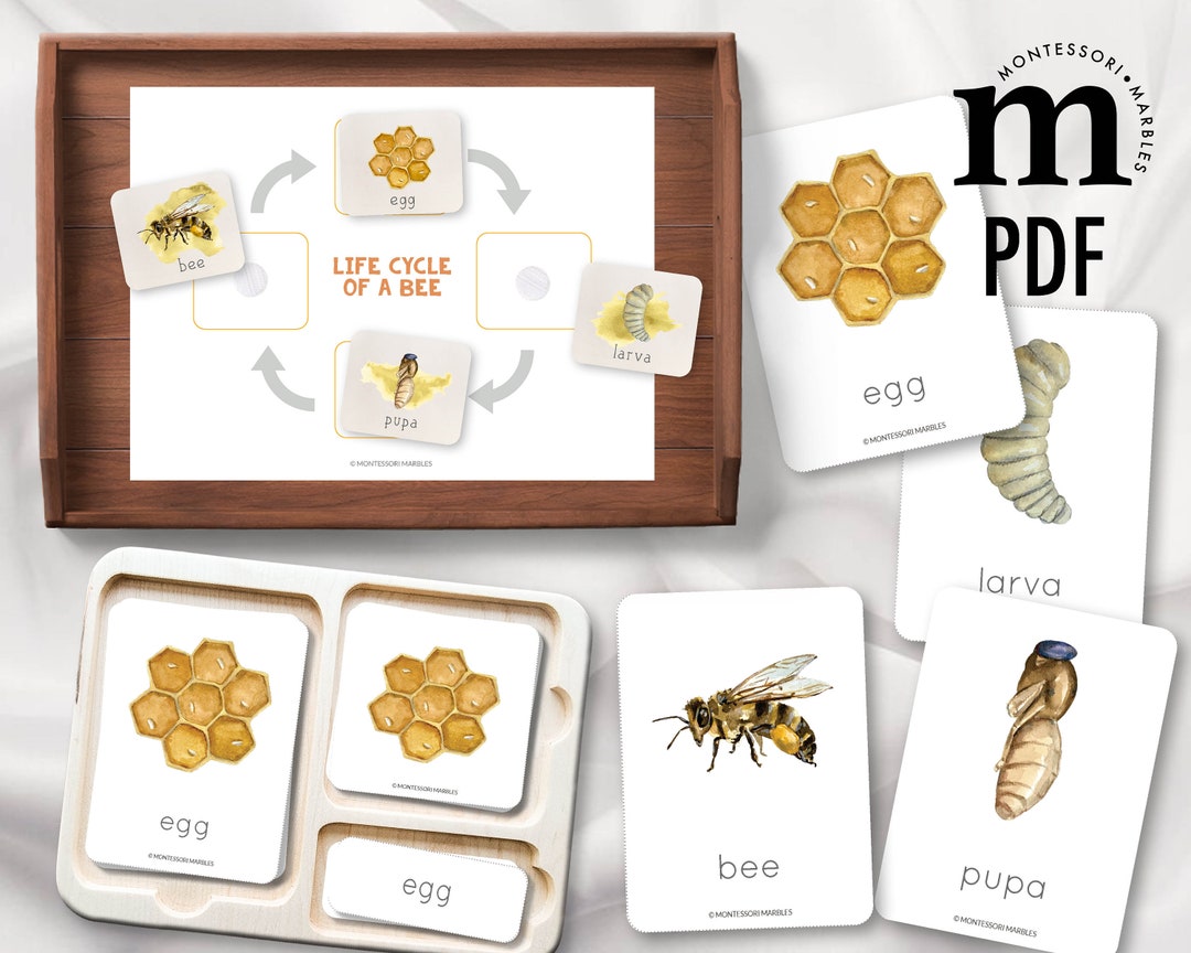 BEE Life Cycle of a Bee With Montessori Nomenclature Cards - Etsy