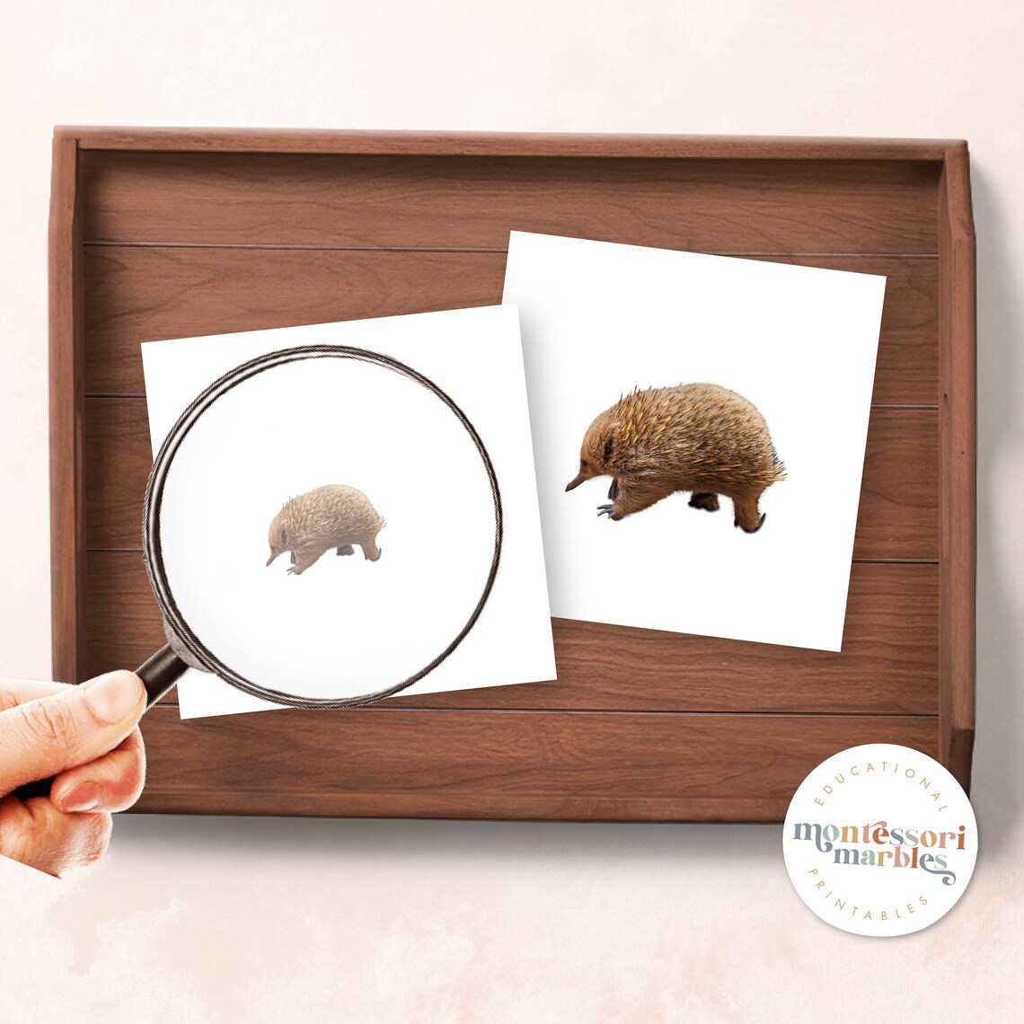 Australian Animals Magnifying Matching Game | Montessori Preschool ...