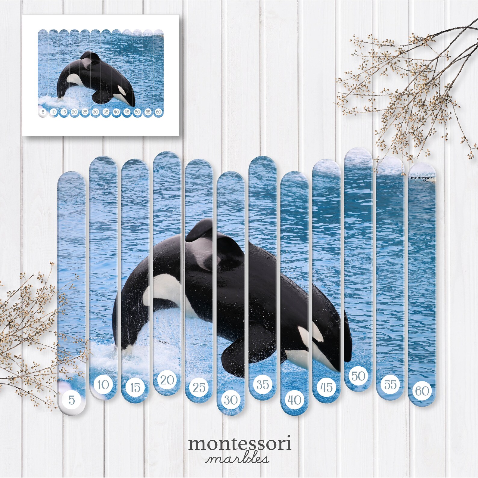 WHALES Skip Counting by 2s 3s 5s and 10s Early Math Math | Etsy