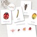 LADYBUG Life Cycle and Nomenclature Cards Montessori Inspired Nature ...