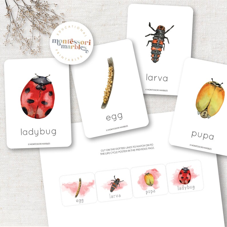 LADYBUG Life Cycle and Nomenclature Cards Montessori Inspired Nature ...
