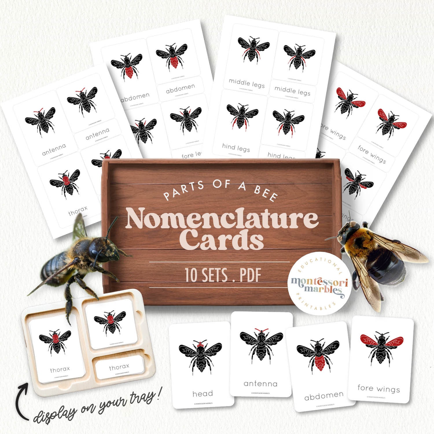 PARTS OF BEE Montessori Nomenclature Cards Nature Inspired Learning ...