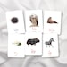 CURSIVE BEGINNING SOUNDS Flash Card Montessori, Phonics, Vocabulary ...