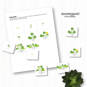 Life Cycle of a Zucchini Montessori Nomenclature Cards | Etsy