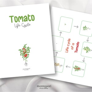 Life Cycle of a Tomato Plant Montessori Nomenclature Cards and Life ...