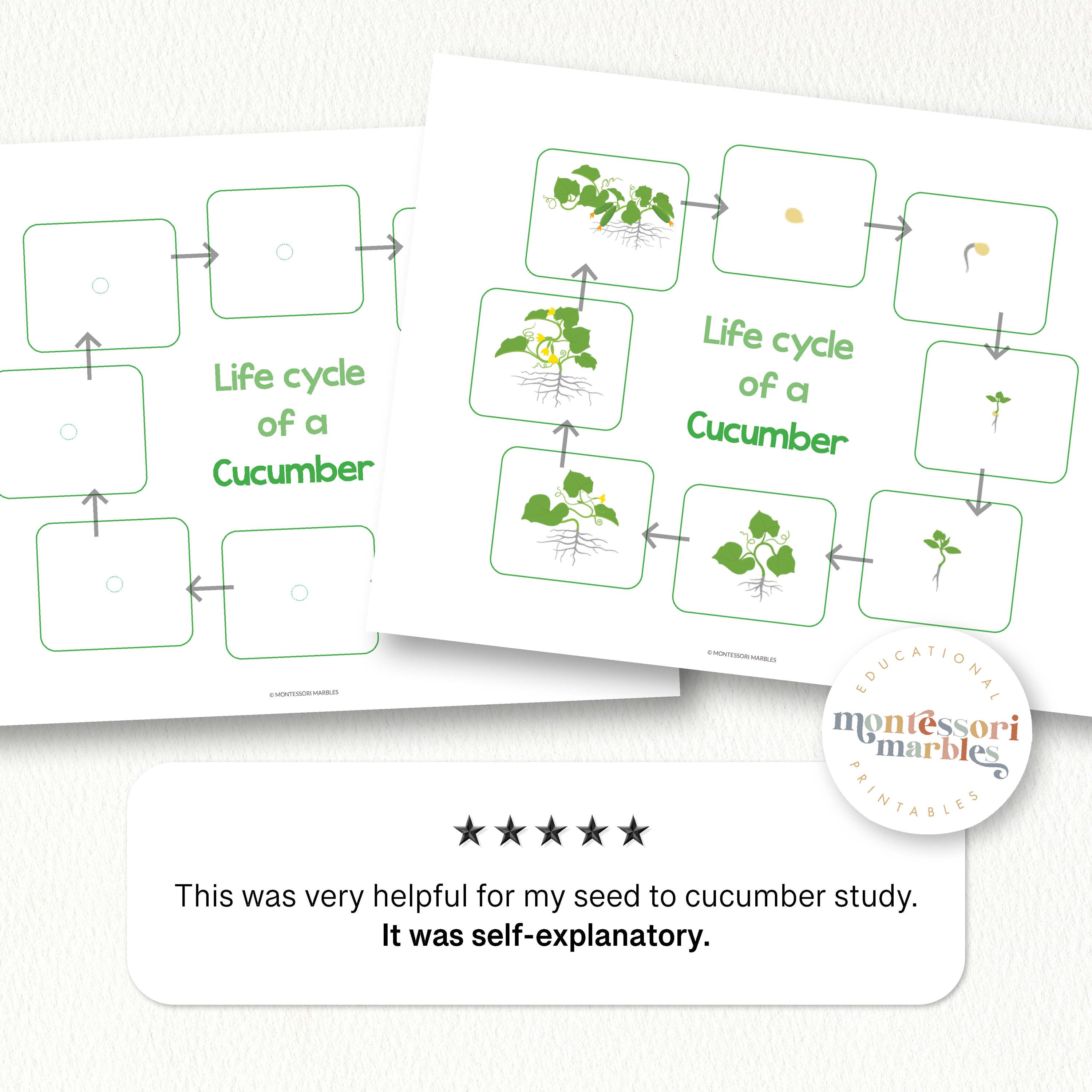Cucumber Life Cycle Nomenclature Cards | Montessori Science ...