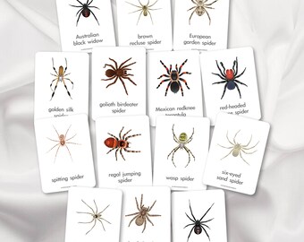 Jumping Spiders Unit Study - Etsy