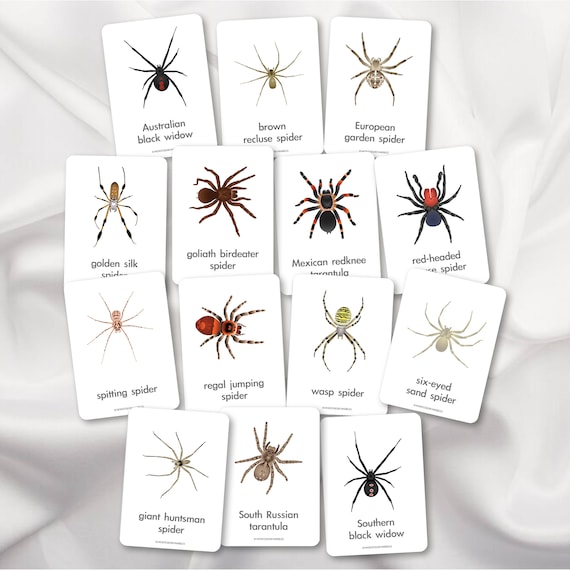 Different Types Of Spiders