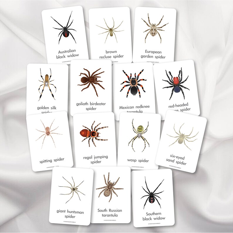 SPIDERS Types of Spiders Flash Cards Montessori Inspired - Etsy