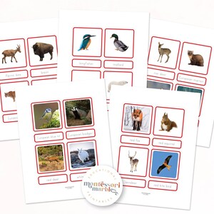 ANIMALS OF EUROPE Montessori Nomenclature Cards | Nature-based Learning ...