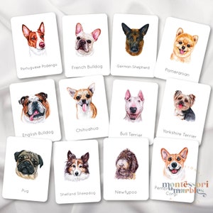 DOGS Flash Cards, Types of Dogs, Dog Breeds, Baby Flash Cards ...