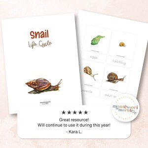 SNAIL LIFE CYCLE With Nomenclature Cards | Preschool & Kindergarten ...