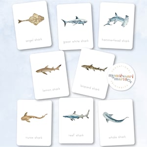 SHARKS Nomenclature Cards | Types of Sharks | Watercolor Sharks Flash ...