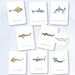 SHARKS Nomenclature Cards Types of Sharks Watercolor Sharks Flash Cards ...