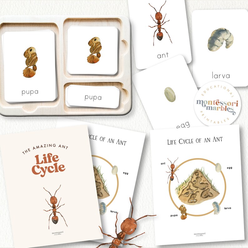 Ant Life Cycle Nomenclature Cards | Montessori Science | Sequencing ...