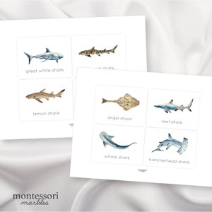 SHARKS Flash Cards Types of Sharks Watercolor Sharks Flash Cards ...