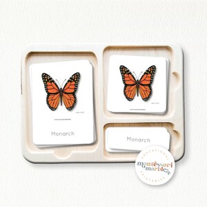 BUTTERFLY Montessori Nomenclature Cards | Types of Butterflies | Spring ...