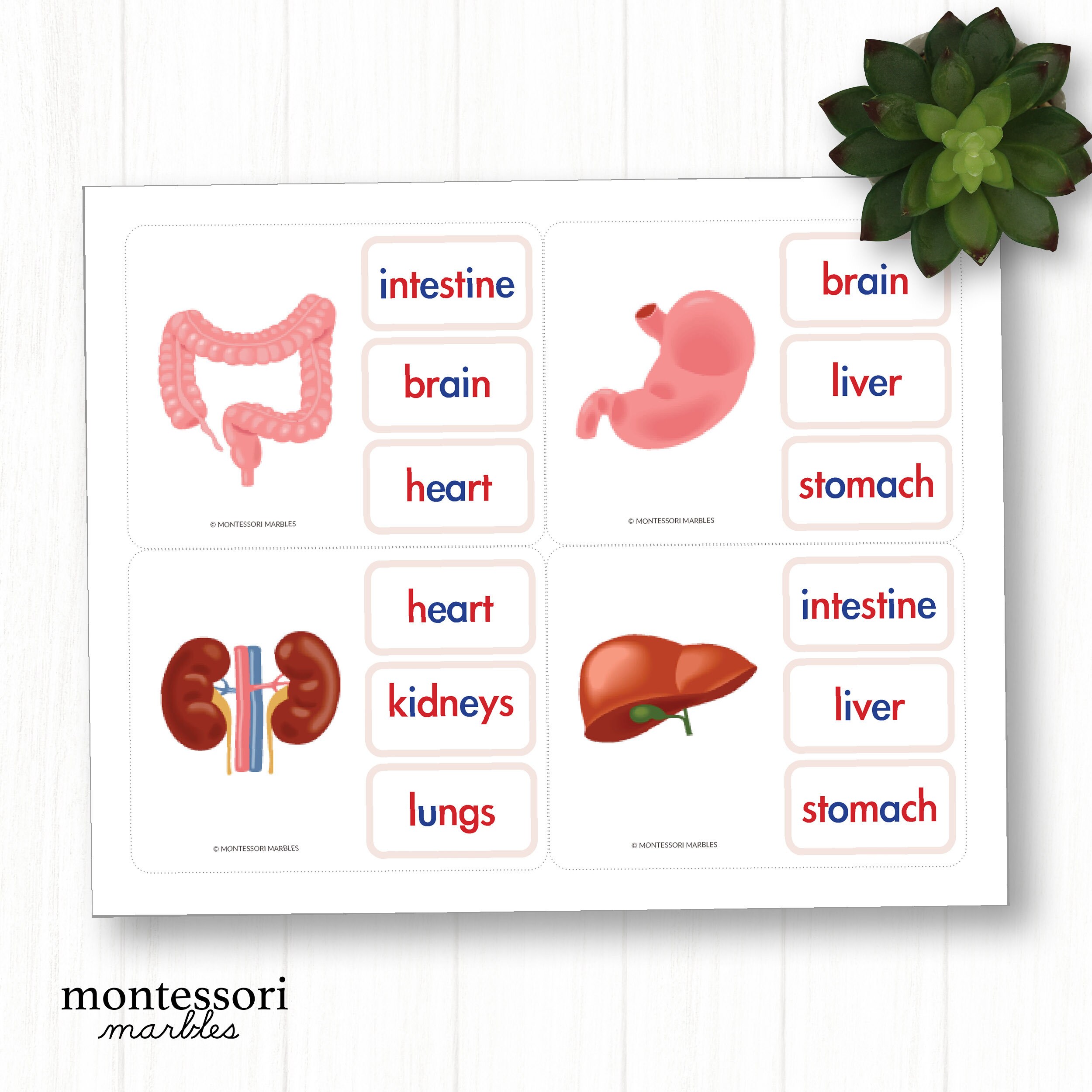 Human Body Organs Labeling Pictures with Words for Pre-k | Etsy