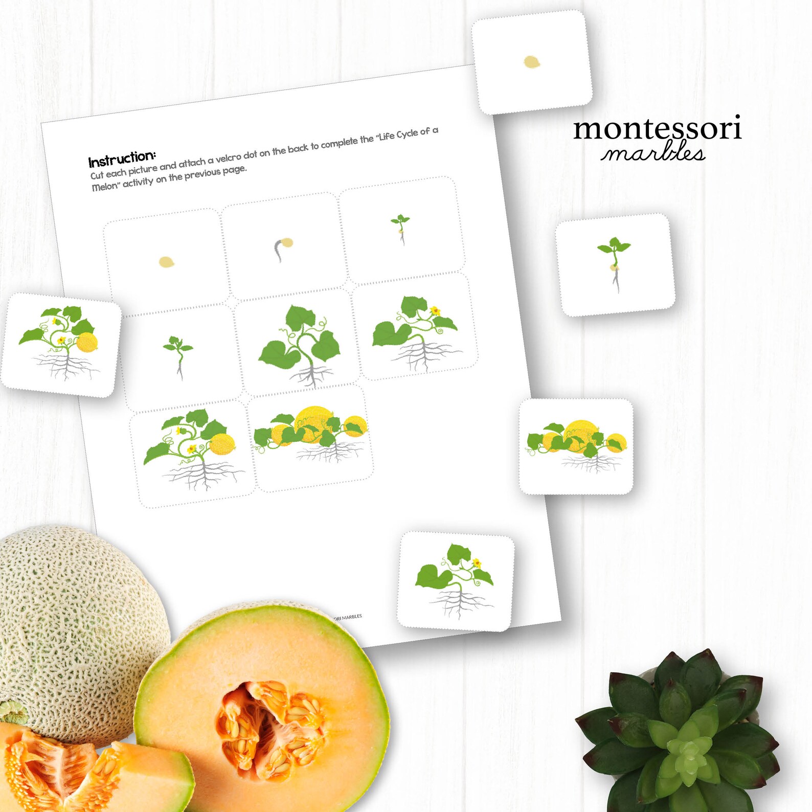 Life Cycle of a Melon and Montessori Nomenclature Cards | Etsy