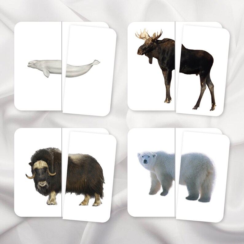 Polar Animals Mini Bundle | Montessori Science | 4 Arctic Activities ...