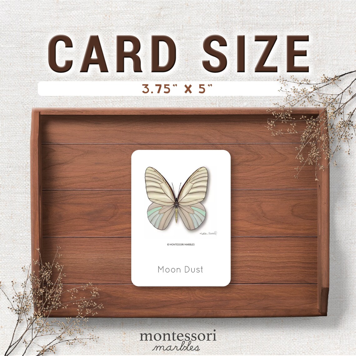 BUTTERFLY Montessori Nomenclature Cards Types of Butterflies - Etsy