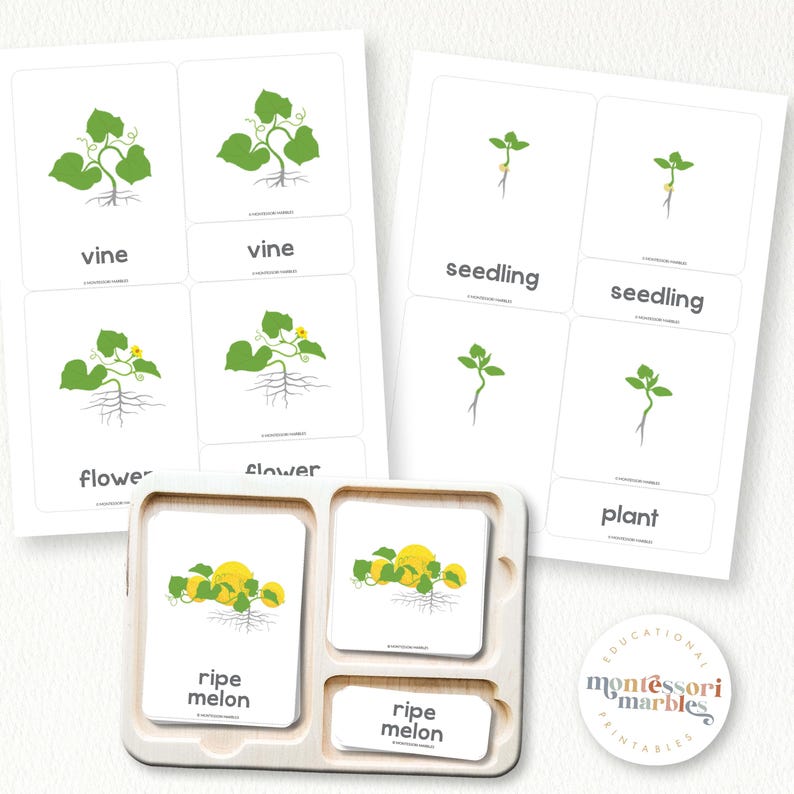 Melon Life Cycle Nomenclature Cards | Montessori Science | Sequencing ...