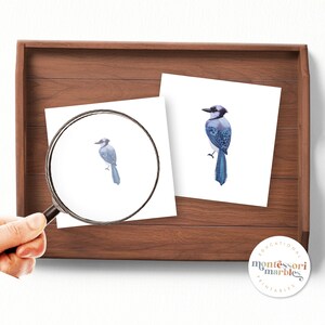 Winter Birds Magnifying Matching Game: Montessori Activity (digital ...