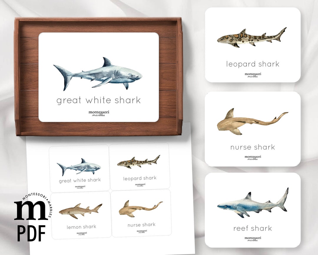 SHARKS Flash Cards Types of Sharks Watercolor Sharks Flash - Etsy