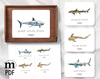 Shark Flash Cards - Etsy