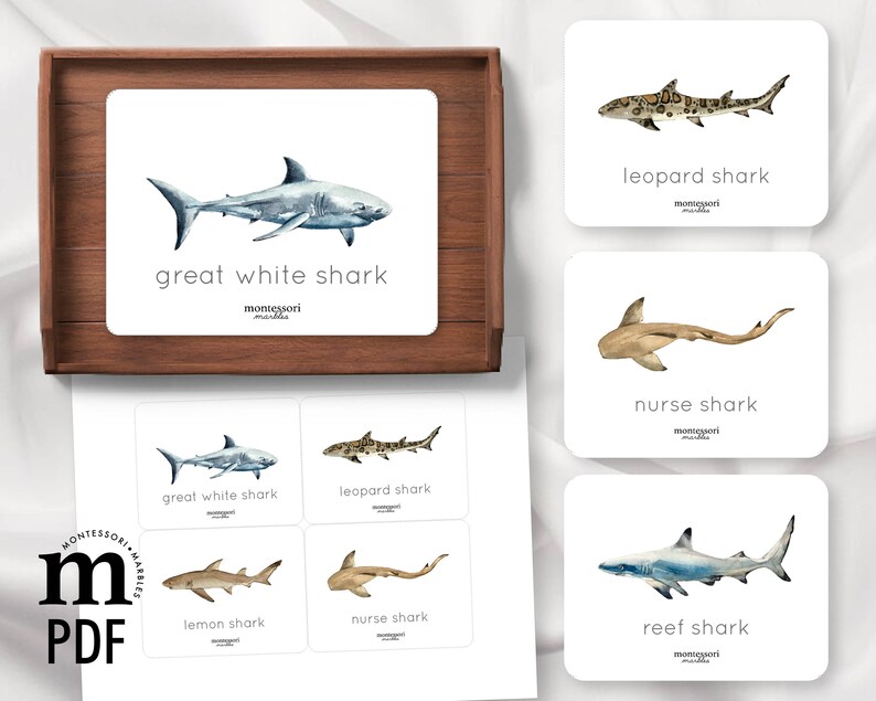 SHARKS Flash Cards Types of Sharks Watercolor Sharks Flash - Etsy