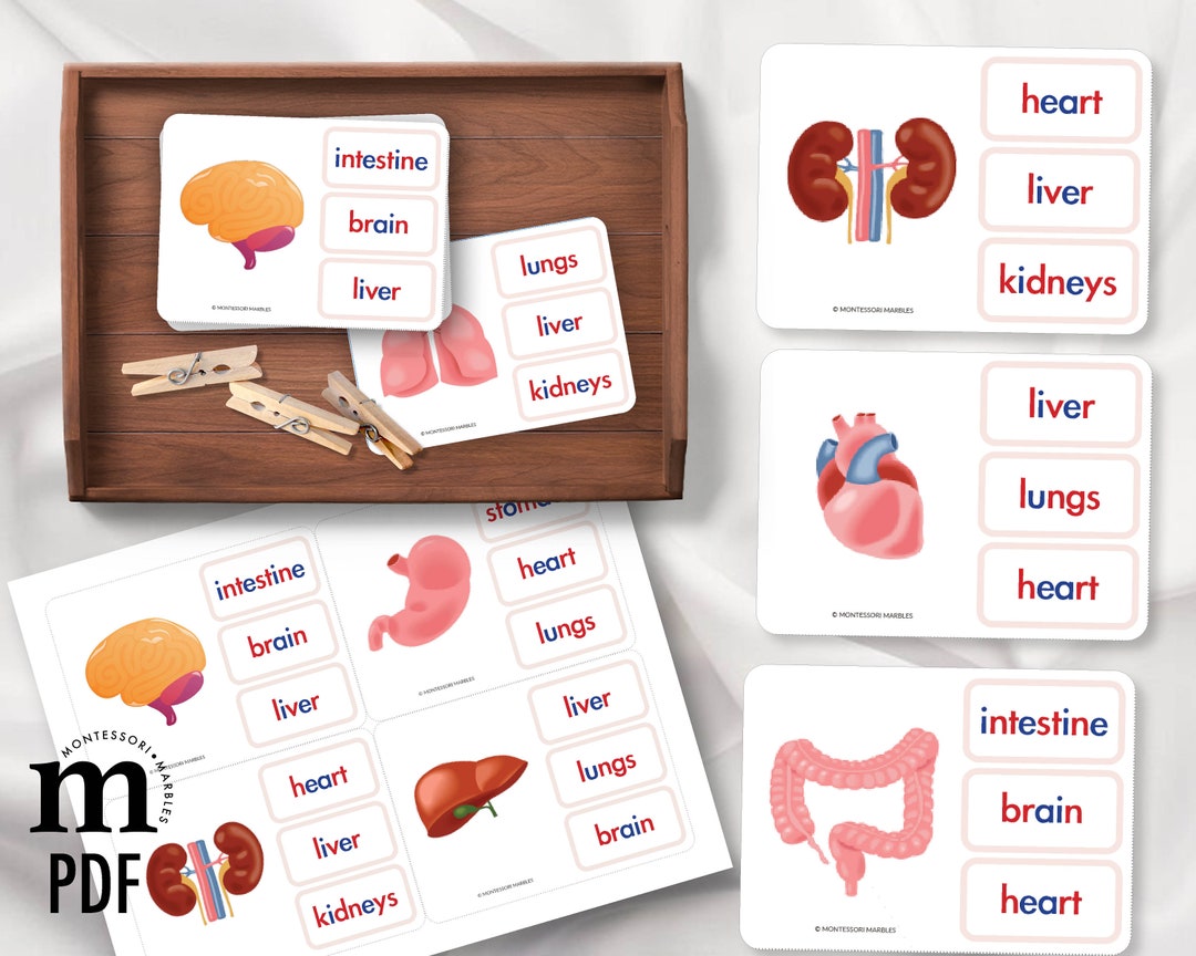 Human Body Organs Labeling Pictures With Words for Pre-k - Etsy
