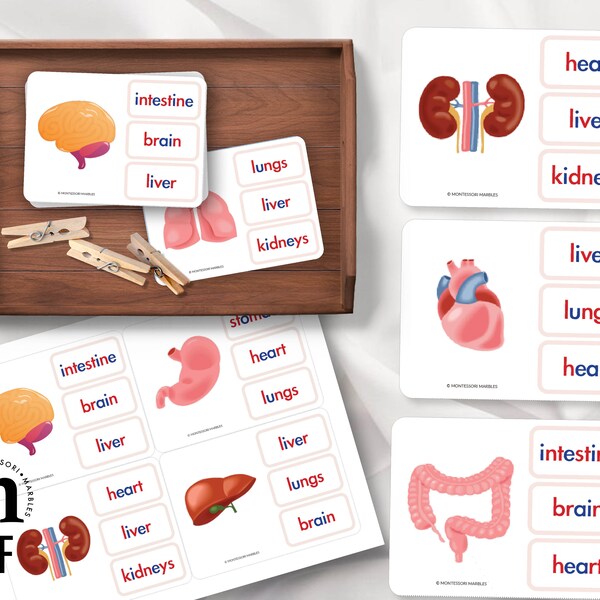Human Organs Diagram - Etsy
