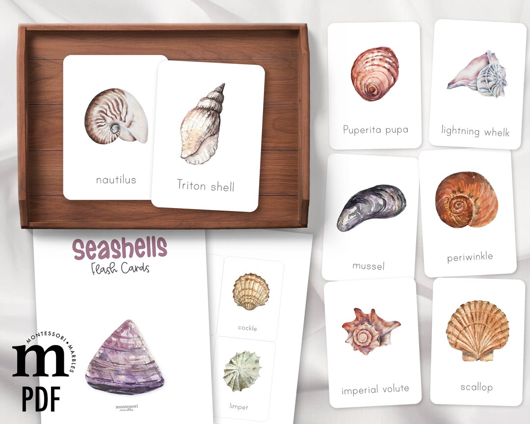 SEASHELLS Flash Cards Montessori Inspired Printable - Etsy