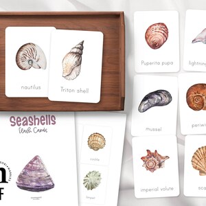 SEASHELLS Flash Cards Montessori Inspired Printable Vocabulary Cards ...