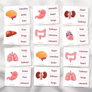 Human Body Organs Labeling Pictures With Words for Pre-k Preschool ...
